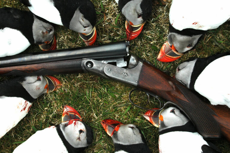 Puffin hunting – Hunting iceland